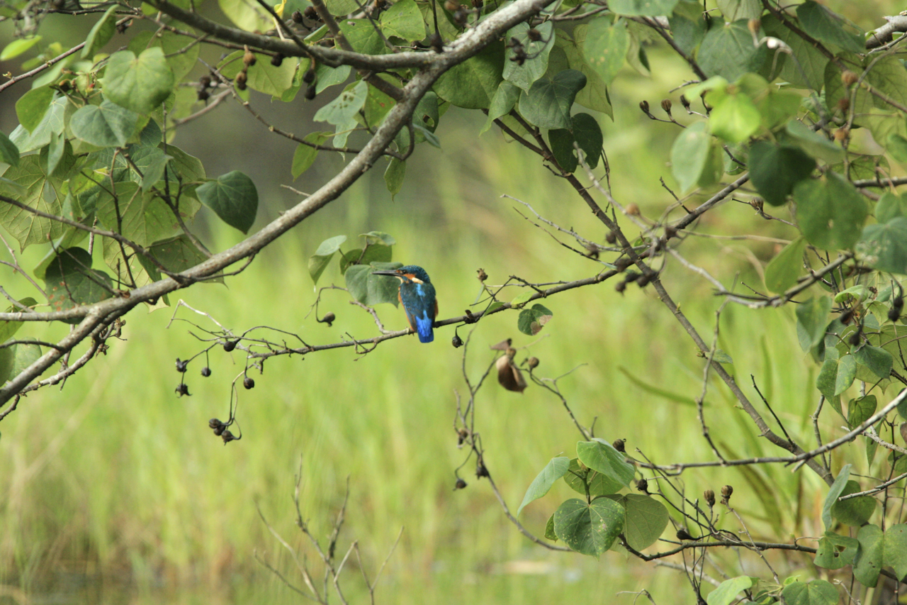 Birding Photography Adventure @ Lorong Halus Wetland - TGH Photography ...