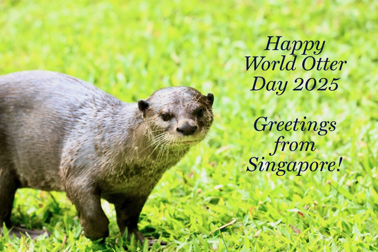 World Otter Day - 28 May 2025 - TGH Photography and Travel Portal/Blog