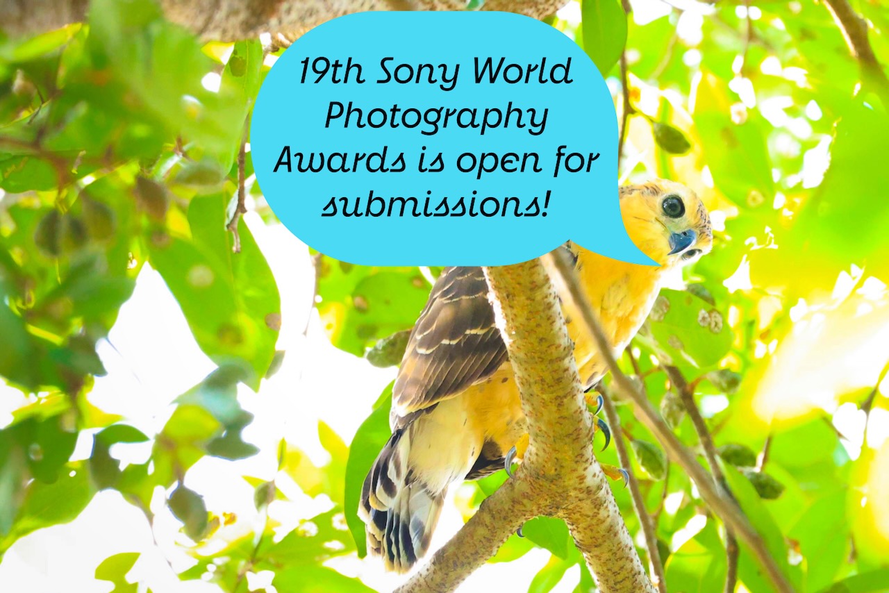 19th Edition of Sony World Photography Awards Open for Submissions ...