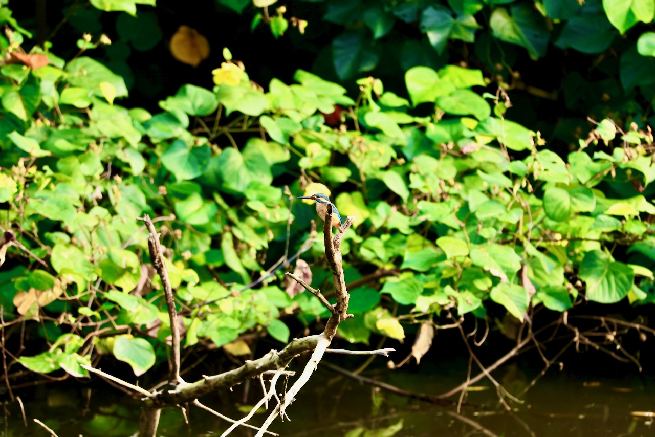World Migratory Bird Day 2025 (11th October) - TGH Photography and ...